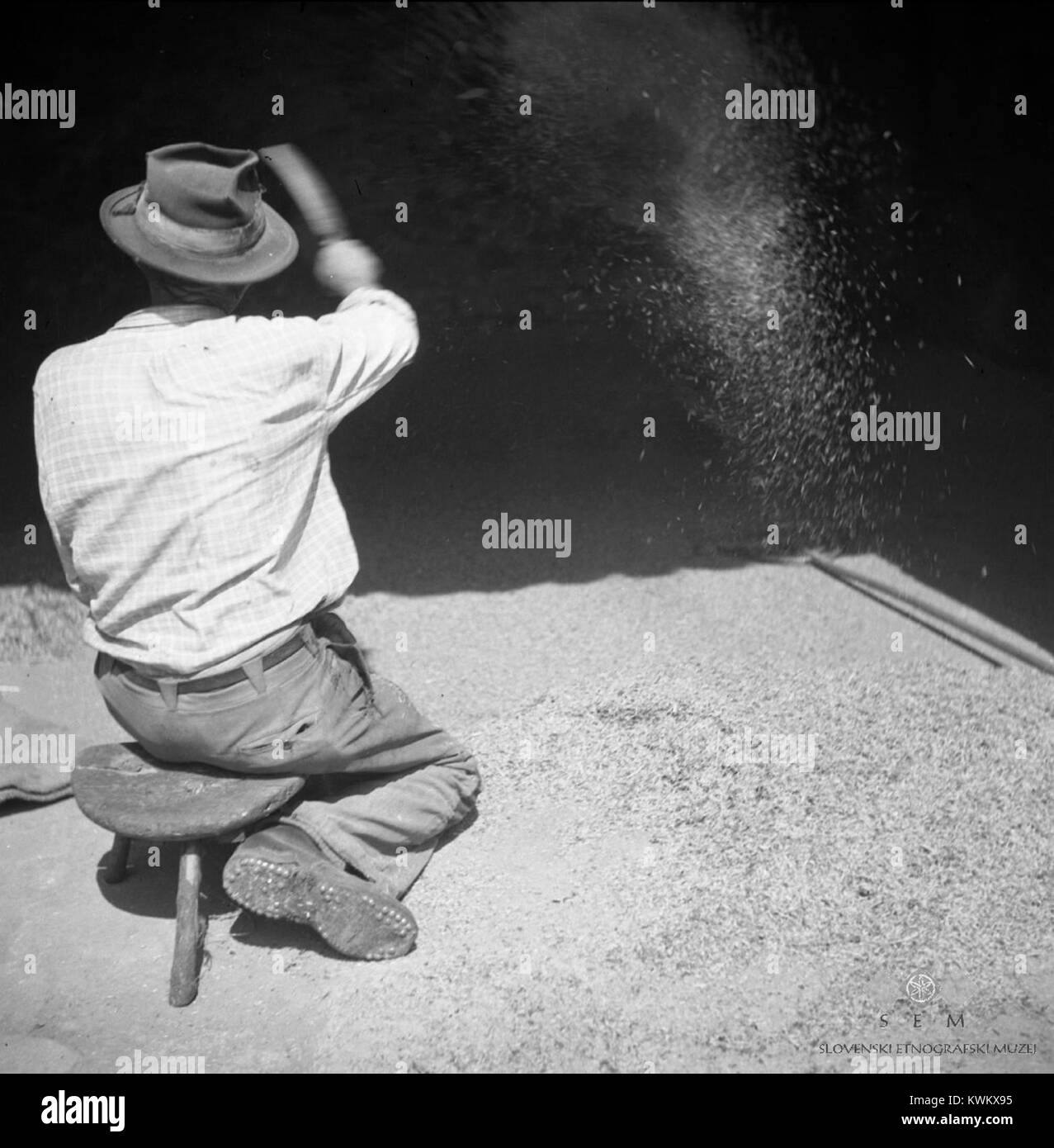 A 1955 photograph showing the traditional barley winnowing process at ...