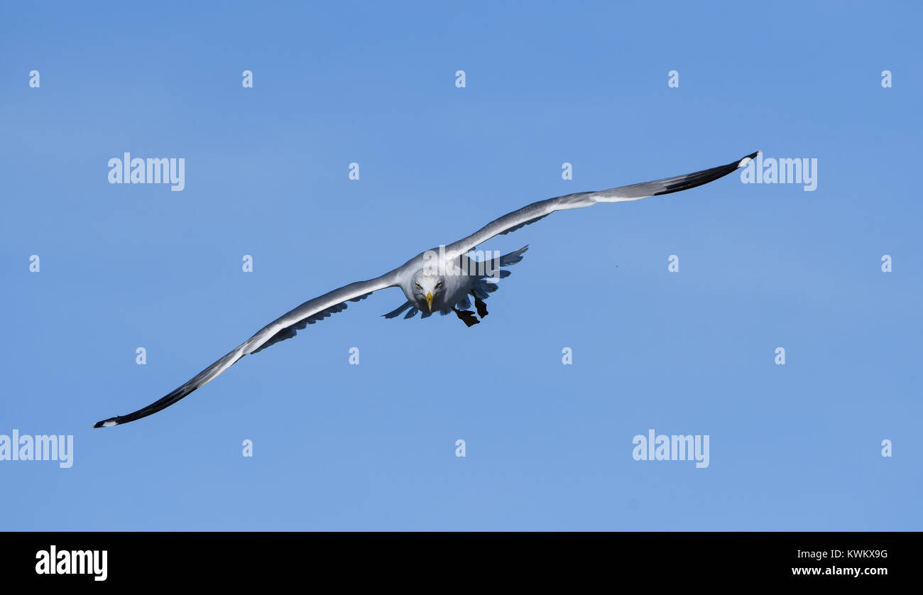 Lesser black - backed gull in flight Stock Photo - Alamy