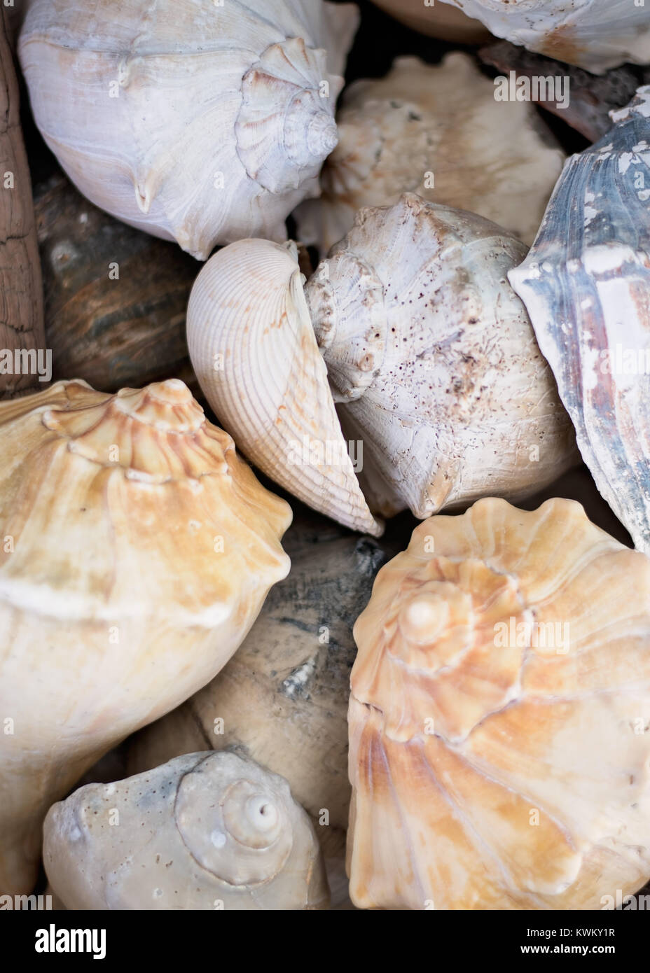 pile of seashell including conch and bivalve shells Stock Photo - Alamy