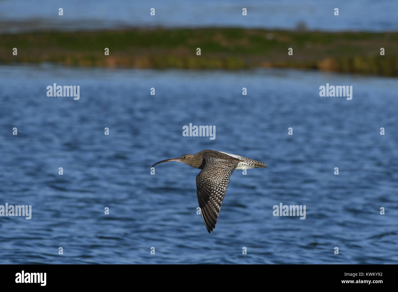 Curlew in flight hi-res stock photography and images - Alamy