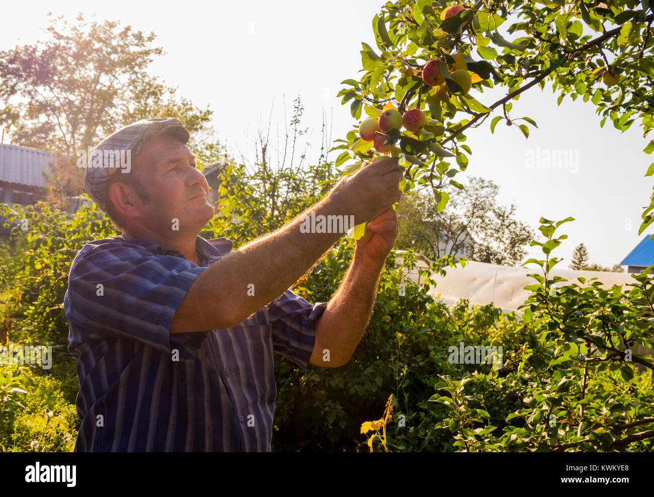 Man picking apples from tree at farm Stock Photo - Alamy