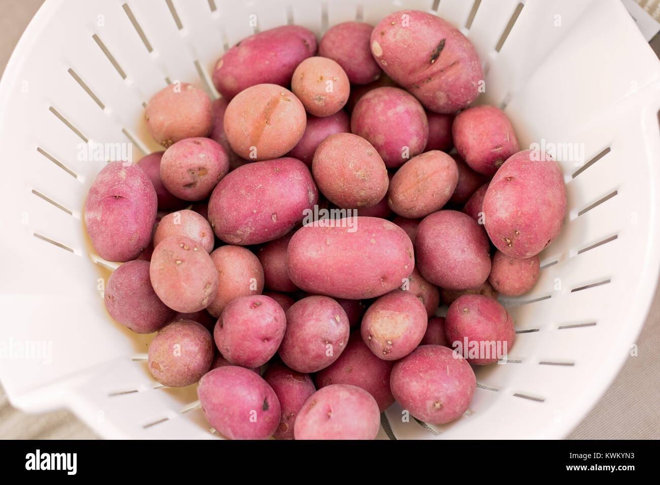 a pile of bright and beautiful little red potatoes in a white colander ...
