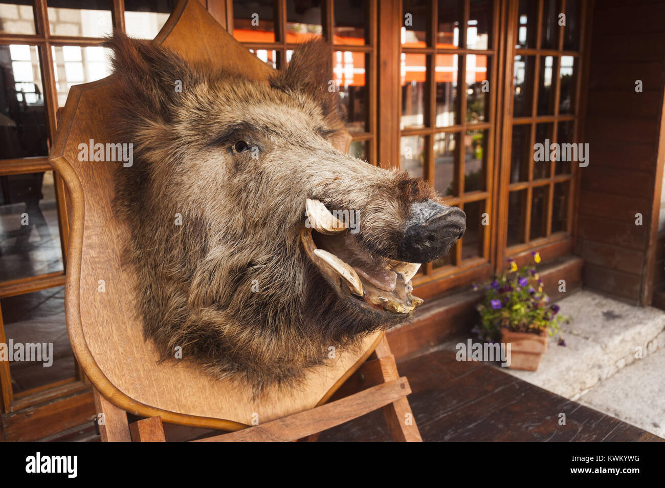 France, Corsica, Zonza, taxidermy boar's head Stock Photo - Alamy