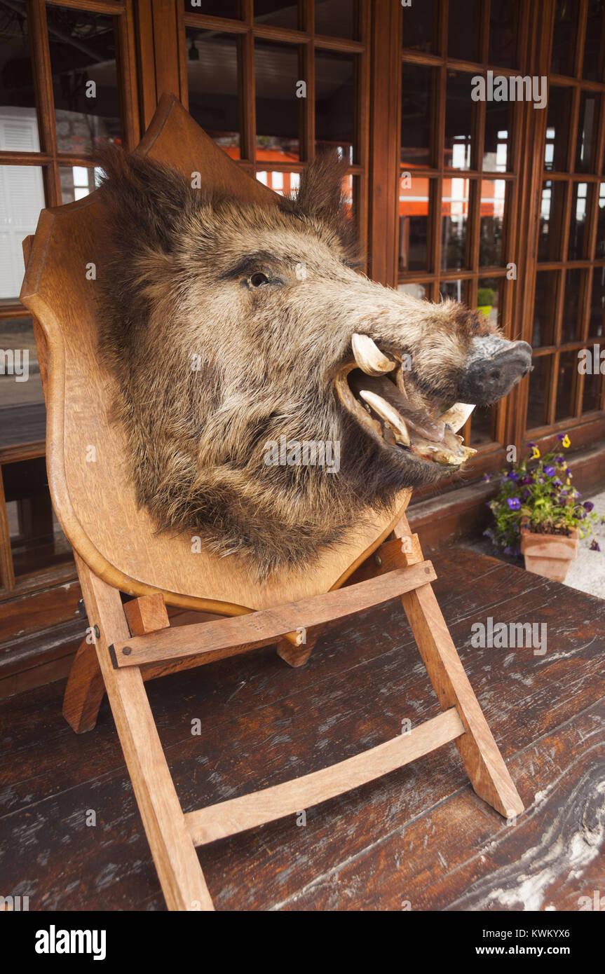 France, Corsica, Zonza, taxidermy boar's head Stock Photo - Alamy