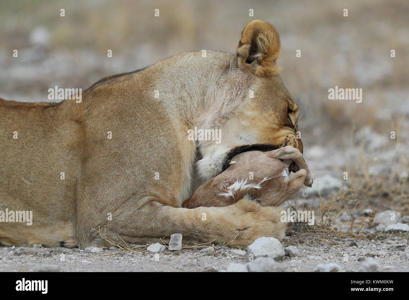 Lioness captures young springbok near Namutoni camp in Etosha National ...