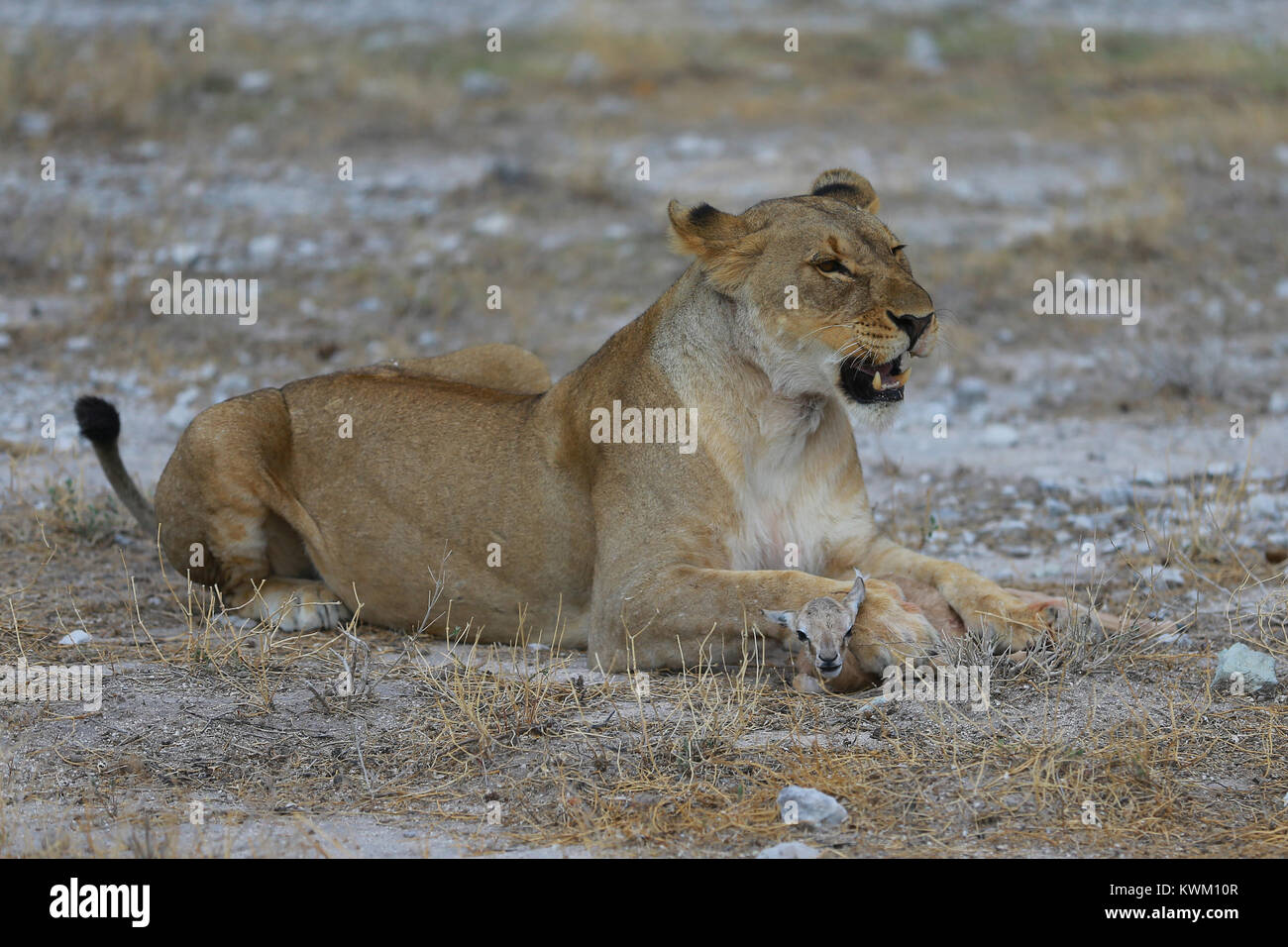 Lioness captures springbok near Namutoni camp in Etosha National Park ...