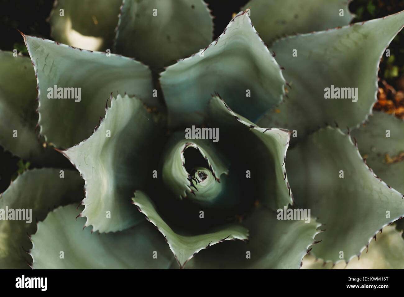 Plant side view hi-res stock photography and images - Alamy