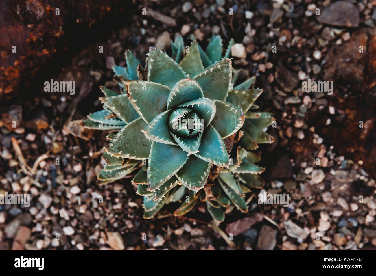 High angle view of Agave plant growing outdoors Stock Photo - Alamy
