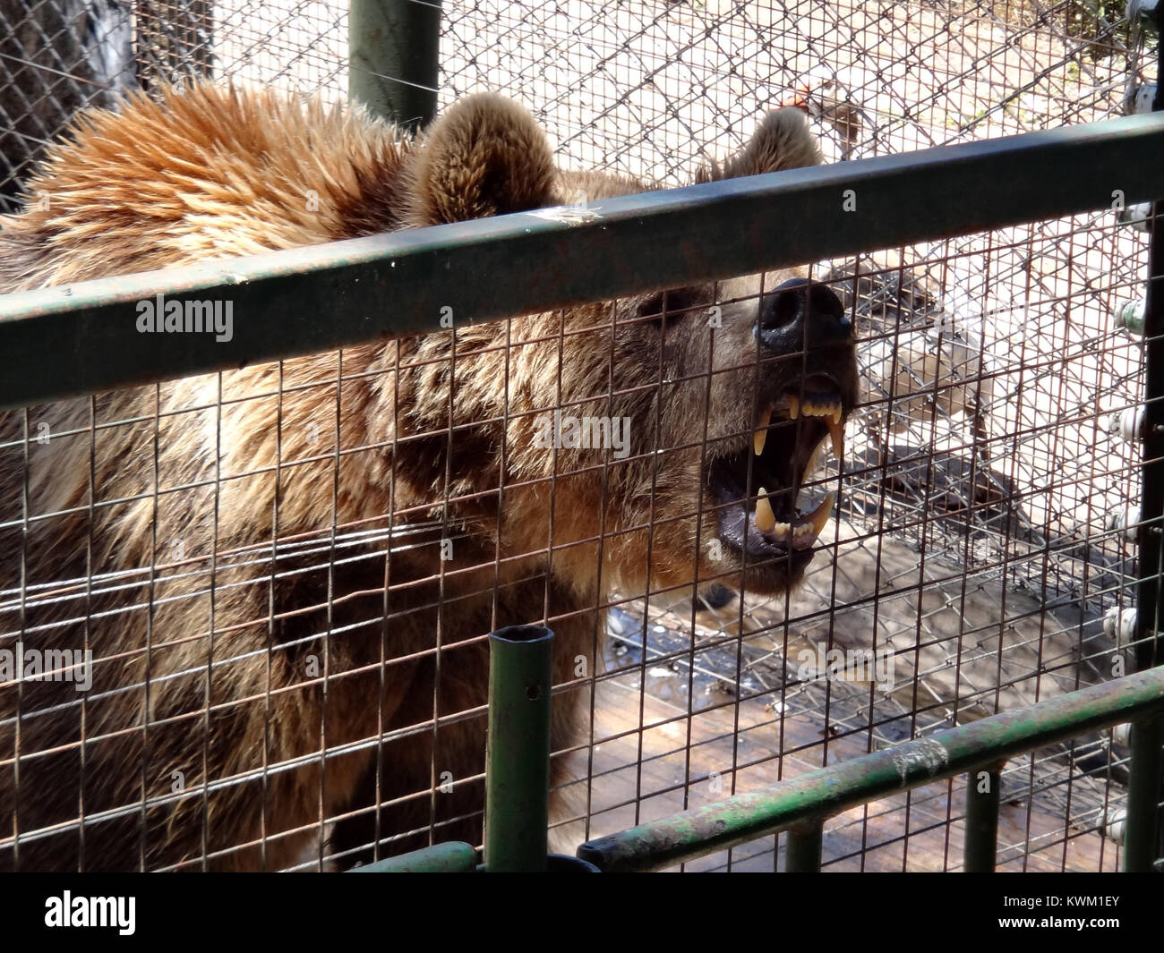 angry hungry bear Stock Photo - Alamy