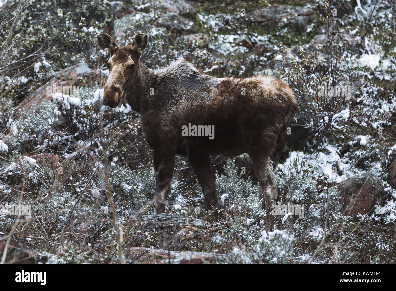 Side view of moose standing amidst plants during winter Stock Photo - Alamy
