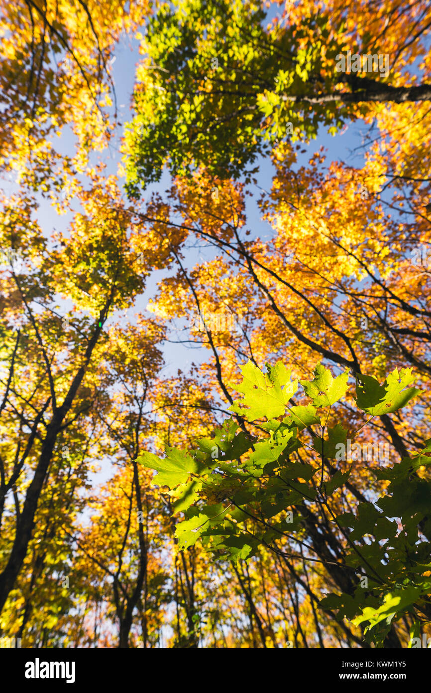 Low angle view of trees in forest during autumn Stock Photo - Alamy