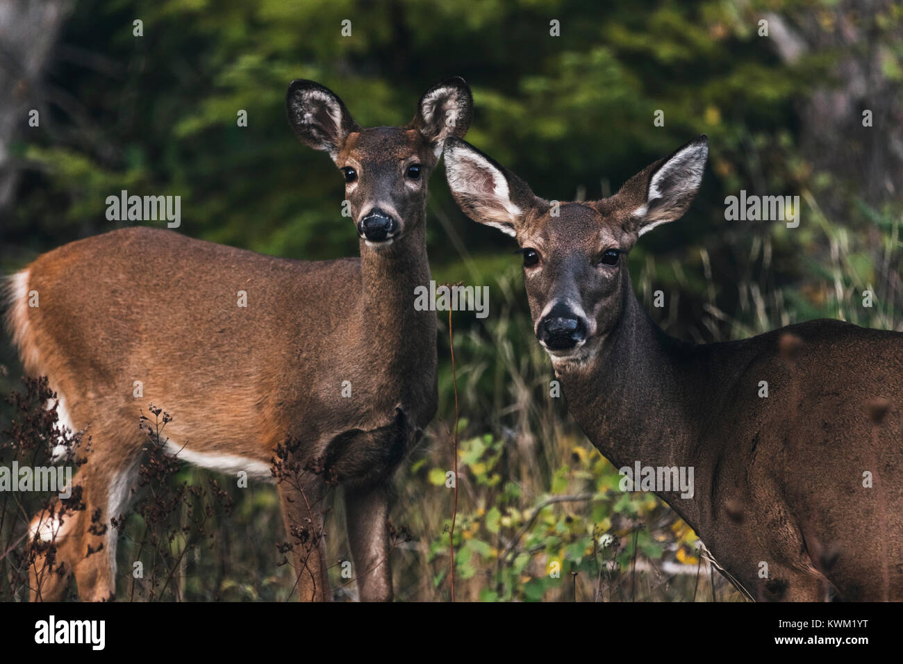 Side view portrait of deer standing on field Stock Photo - Alamy