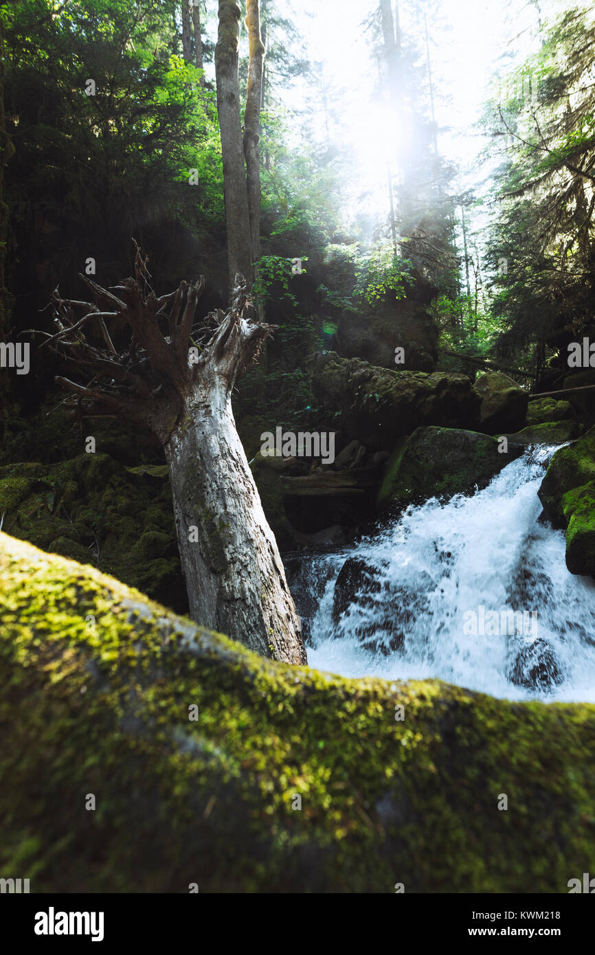 Idyllic view of waterfall in forest Stock Photo - Alamy