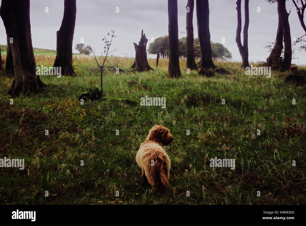 Rear view puppy standing hi-res stock photography and images - Alamy