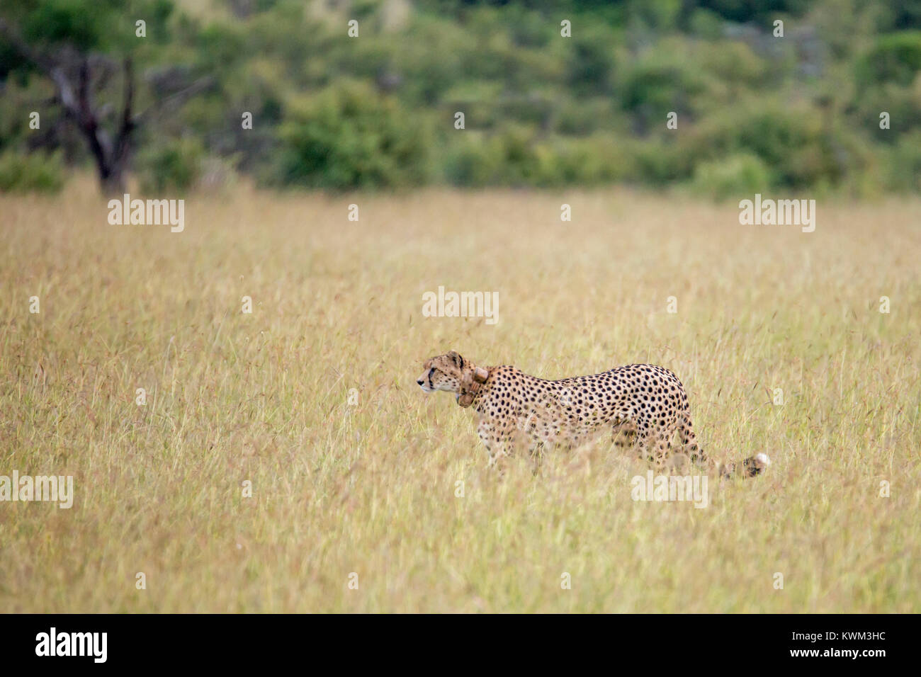 A collared Cheetah female hunting over open grassland, actively hunting ...
