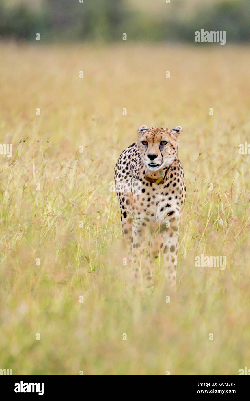 A collared Cheetah female hunting over open grassland, actively hunting ...