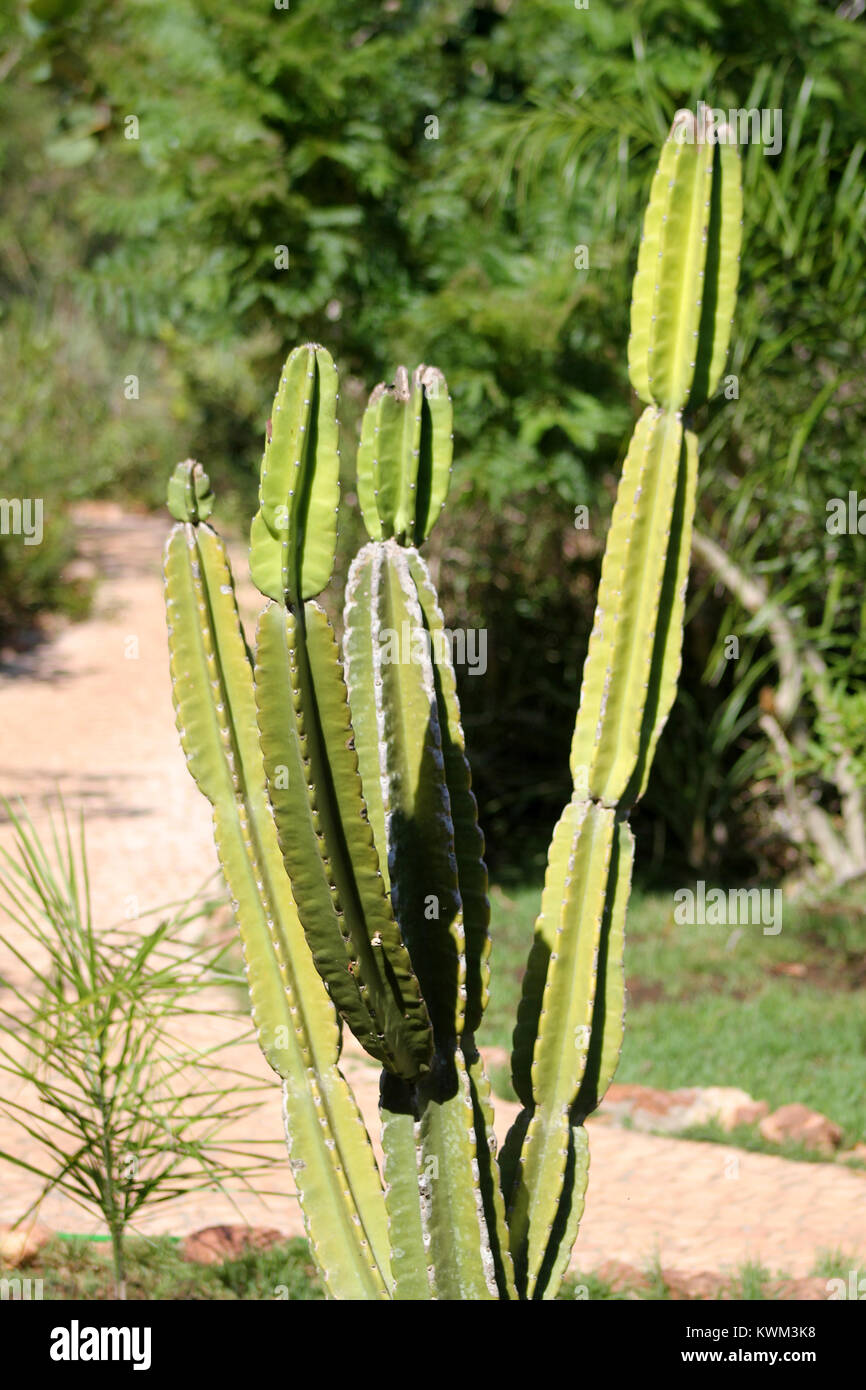 Perfect cactus hi-res stock photography and images - Alamy
