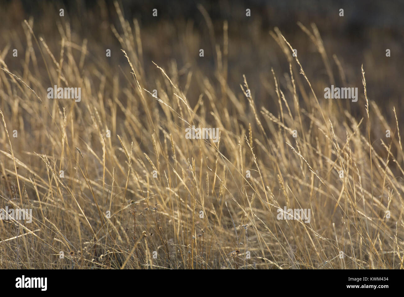 Tall grasses hi-res stock photography and images - Alamy