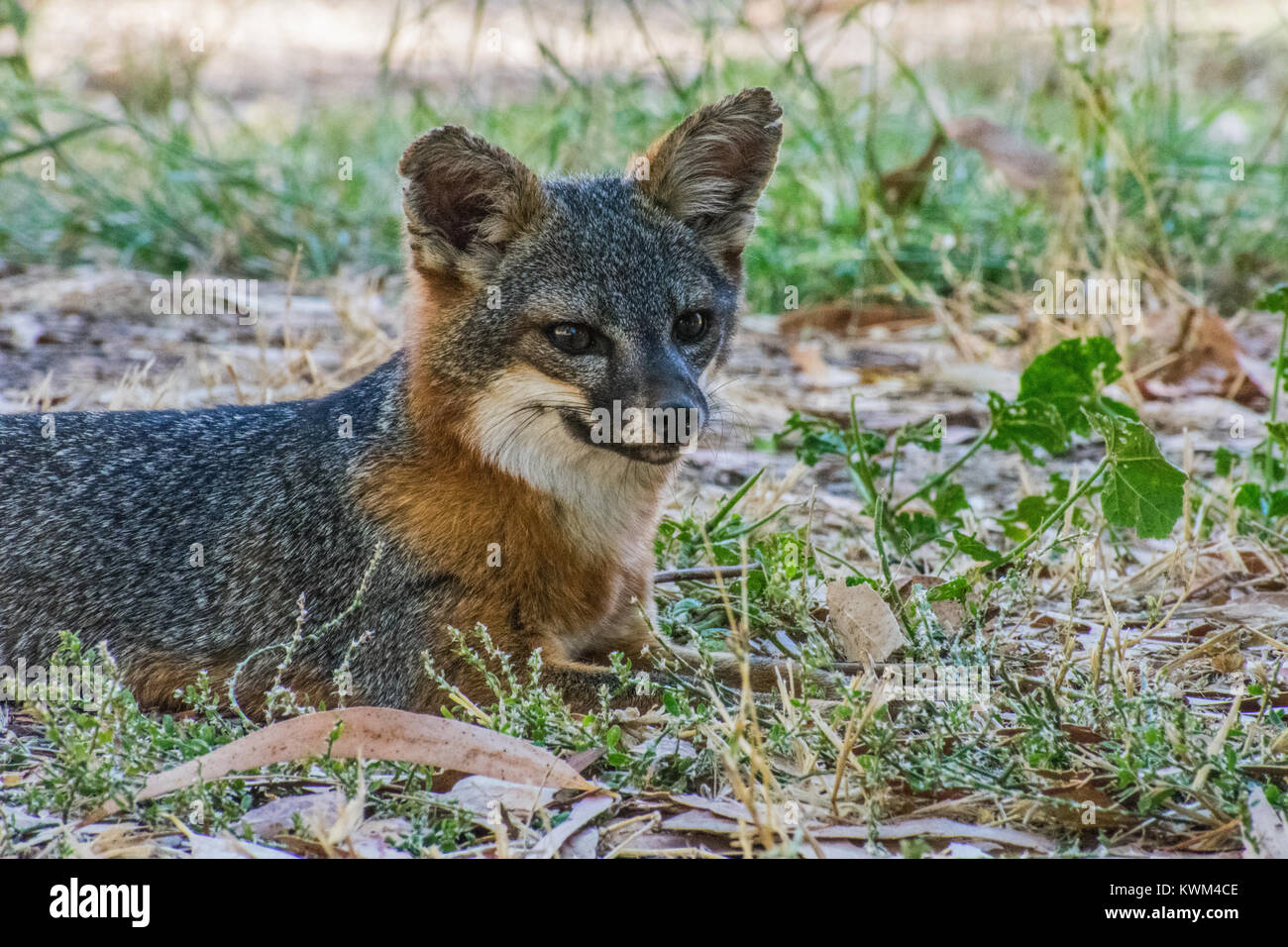Island Fox in Santa Cruz Stock Photo - Alamy