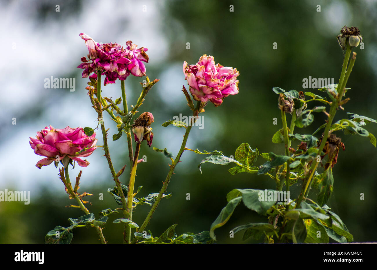 Sad flower hi-res stock photography and images - Alamy