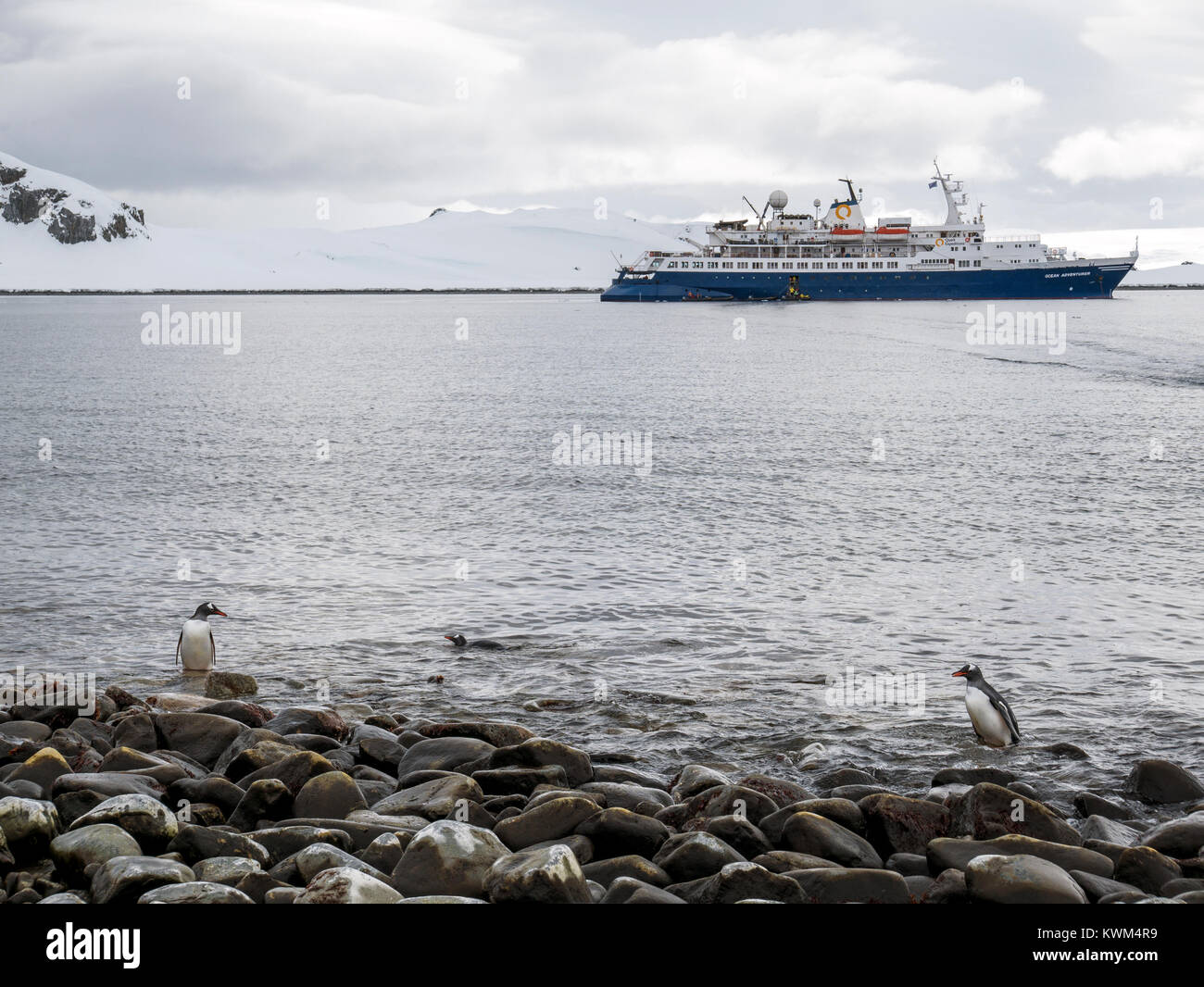 Gentoo Penguins & passenger ship Ocean Adventurer carries alpine ...