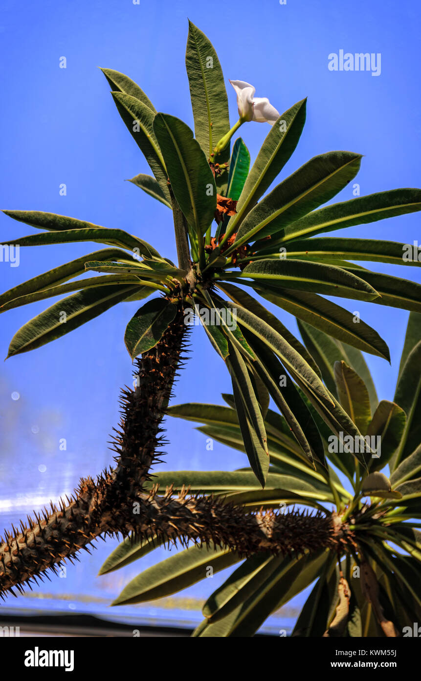 narrow, long, green leaves and flowers of a plant palm tree on a ...