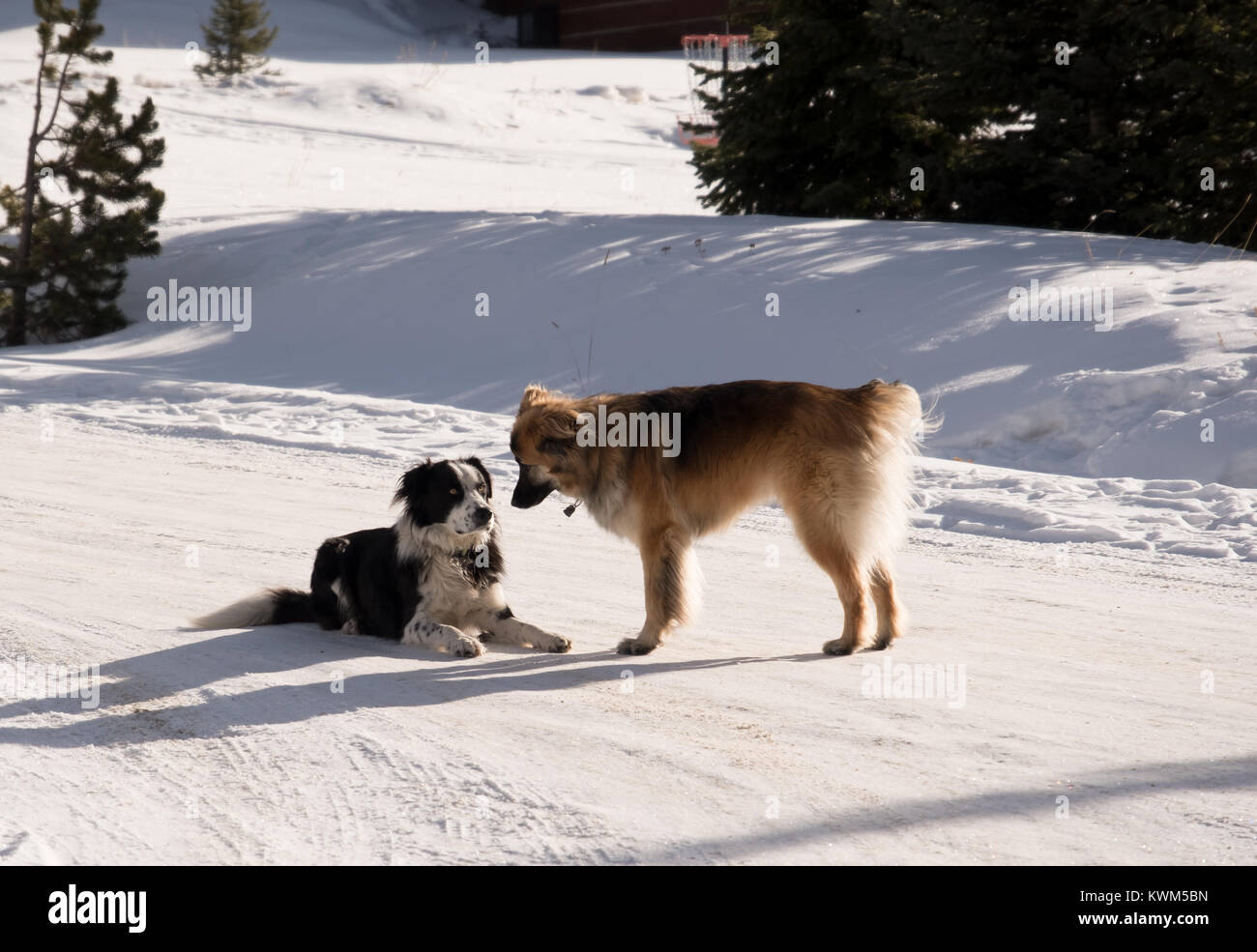Dogs in winter interacting outside Stock Photo - Alamy
