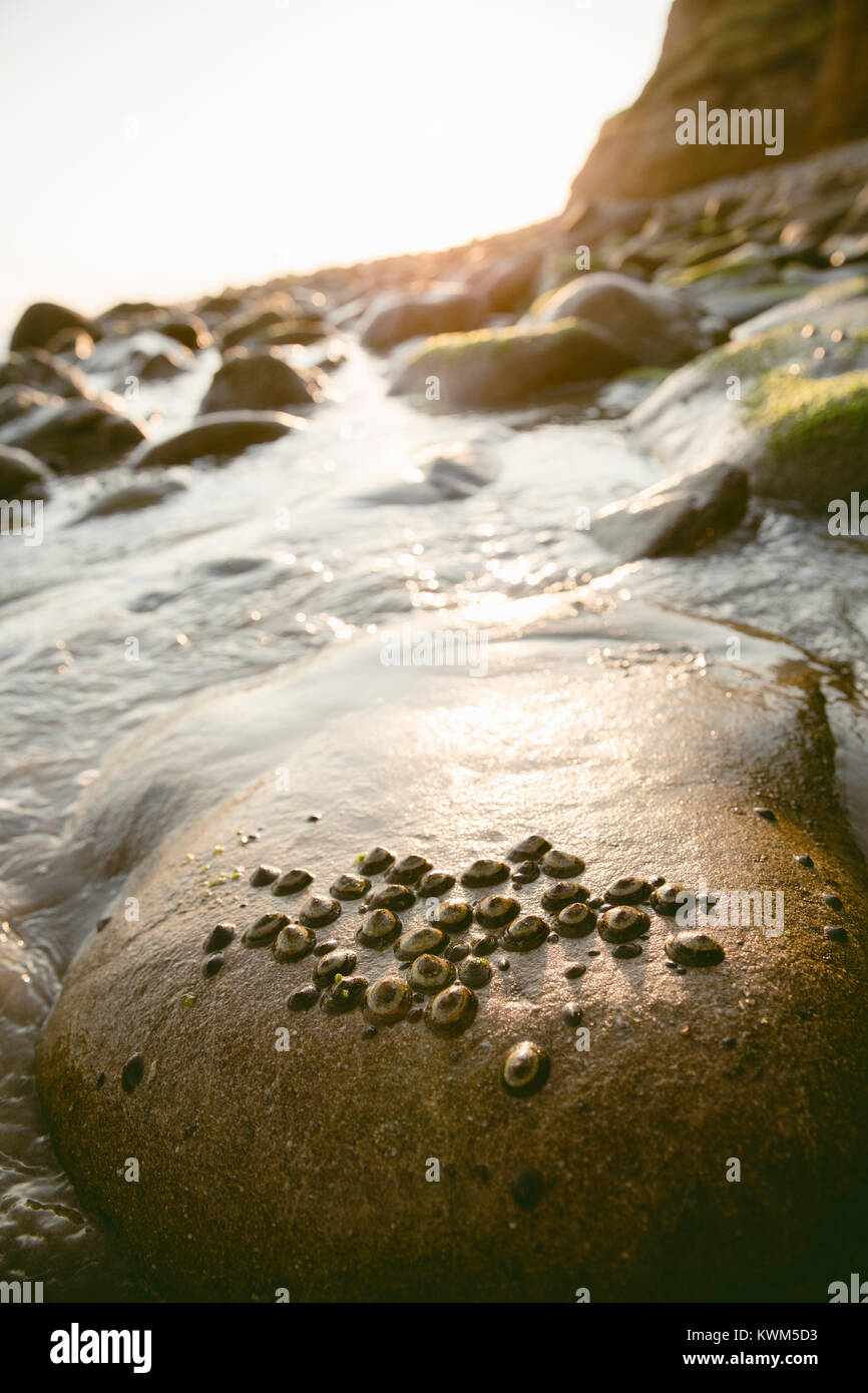 Shells rocks hi-res stock photography and images - Alamy