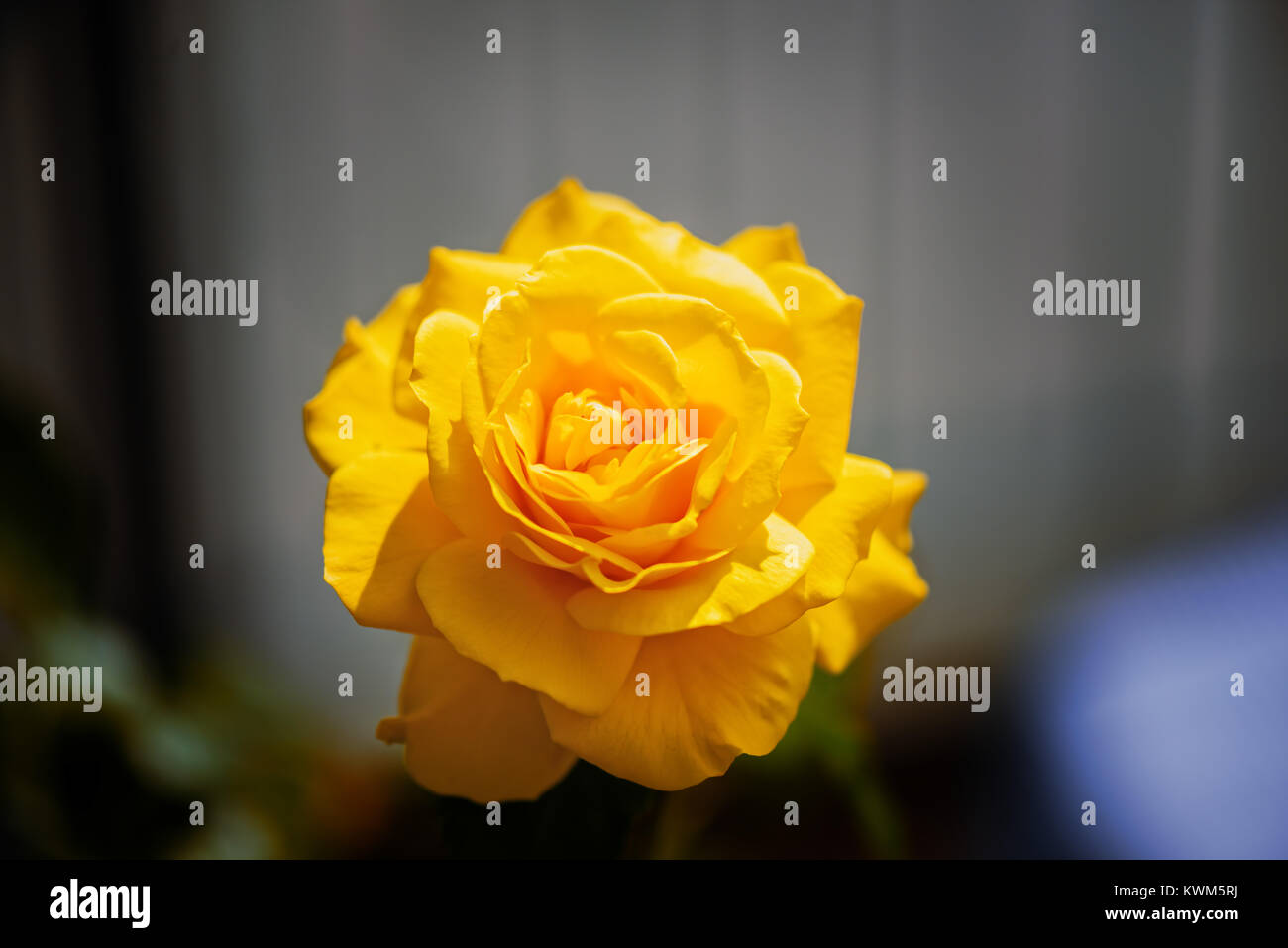 top view of a flower plant of a yellow creamy rose on a green ...