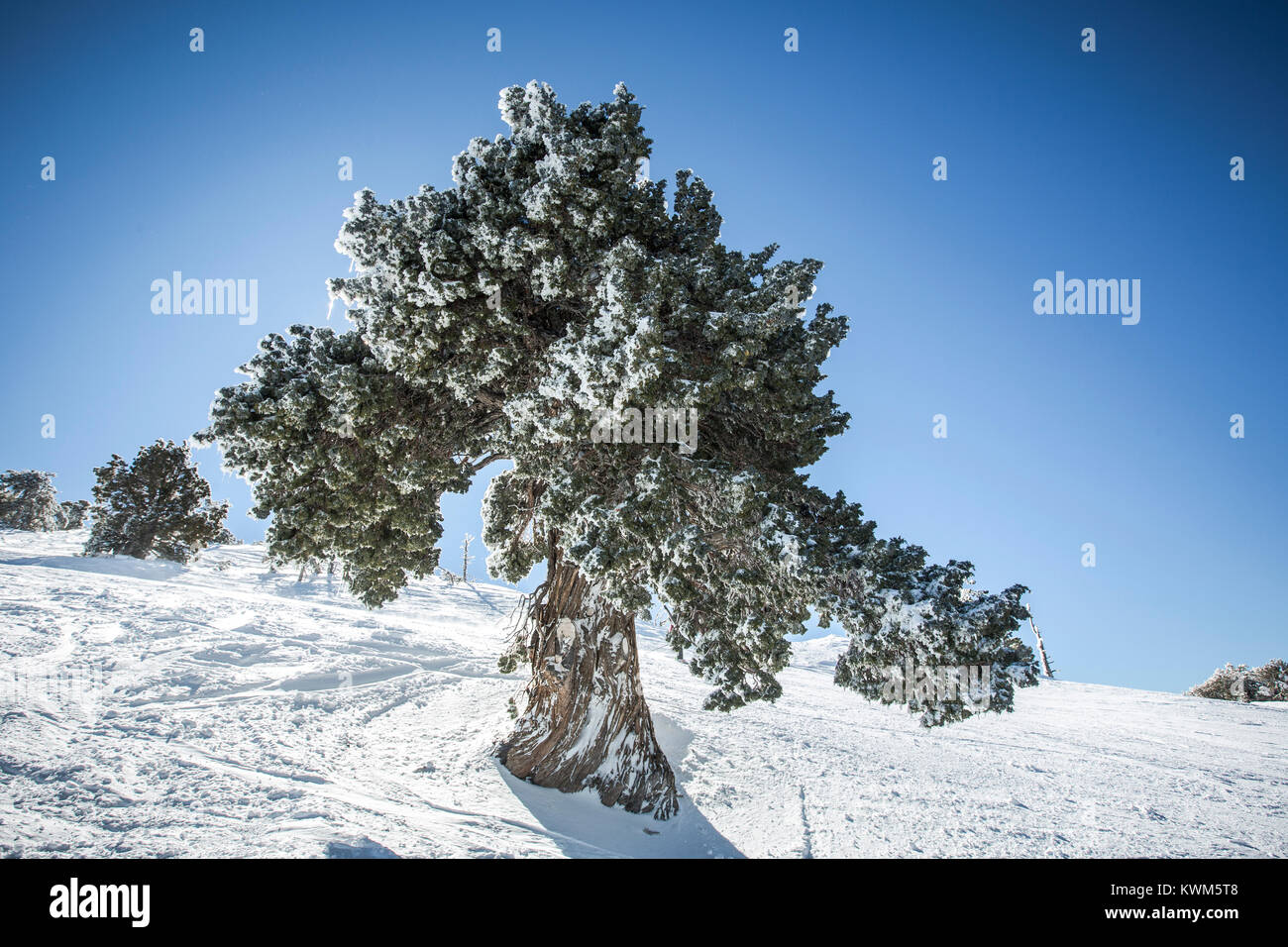 Tree growing on snow covered field against clear blue sky Stock Photo ...
