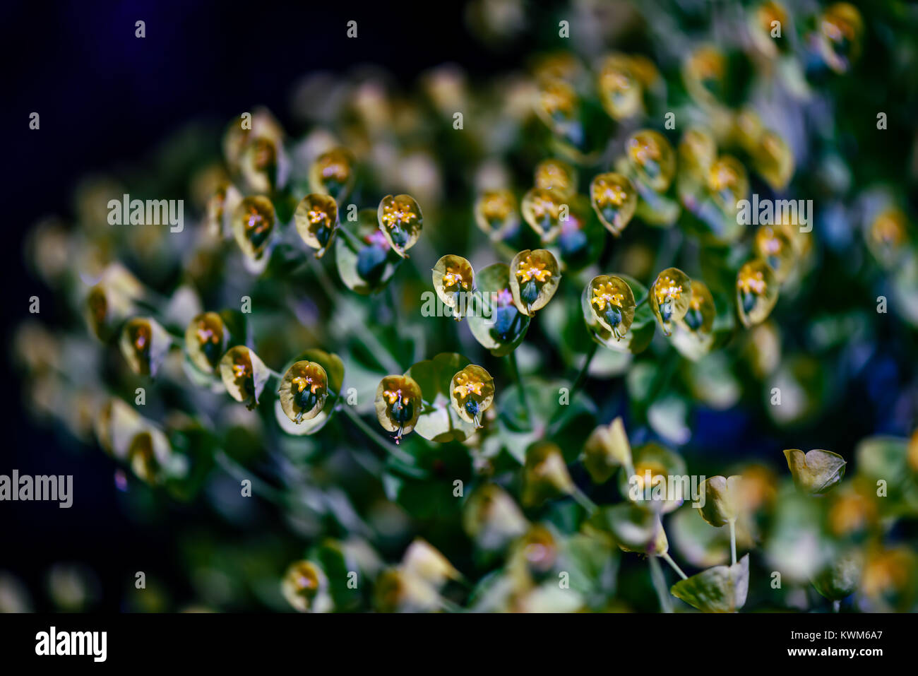 Bright blue to violet blue flowers hi-res stock photography and images ...
