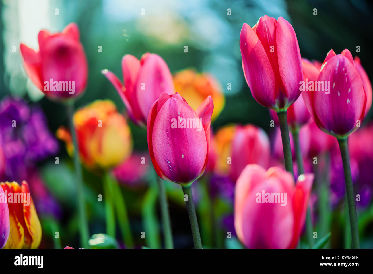 Plant with long stalk and leaves hi-res stock photography and images ...