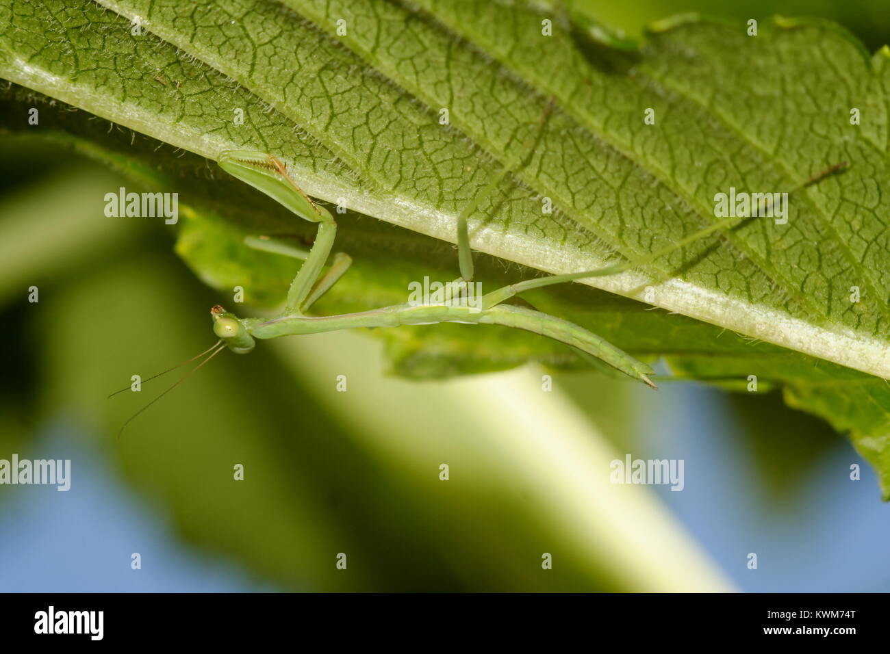 Juvenile grass mantis hi-res stock photography and images - Alamy