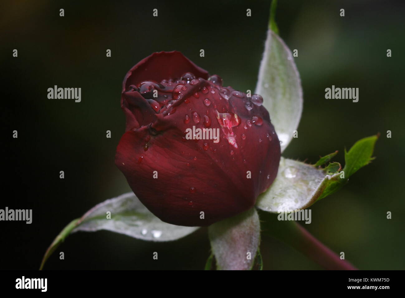 Dark Red Rose Stock Photo - Alamy