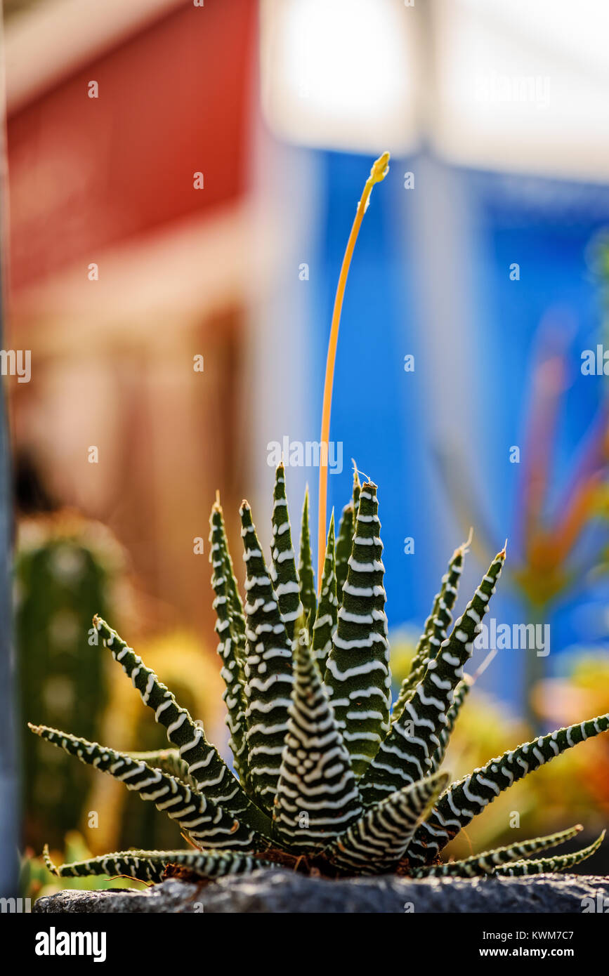 Long, sharp, thorny leaves of a cactus plant on a multi-colored green ...