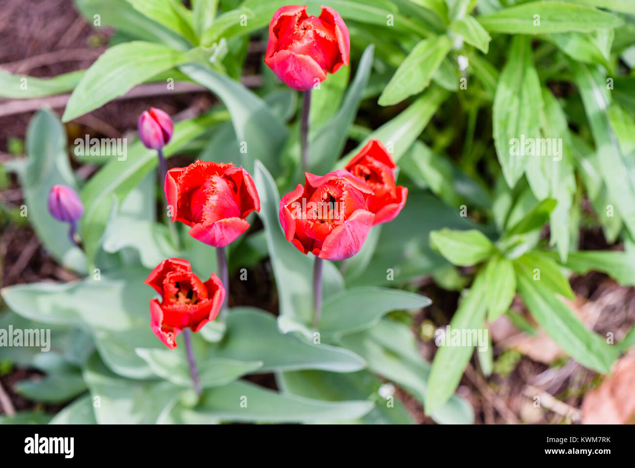 Plant with long stalk and leaves hi-res stock photography and images ...