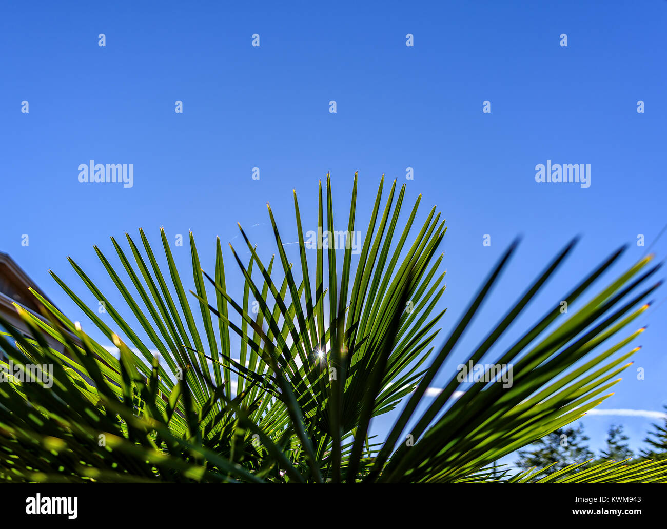 narrow, long, green leaves and flowers of a plant palm tree on a ...