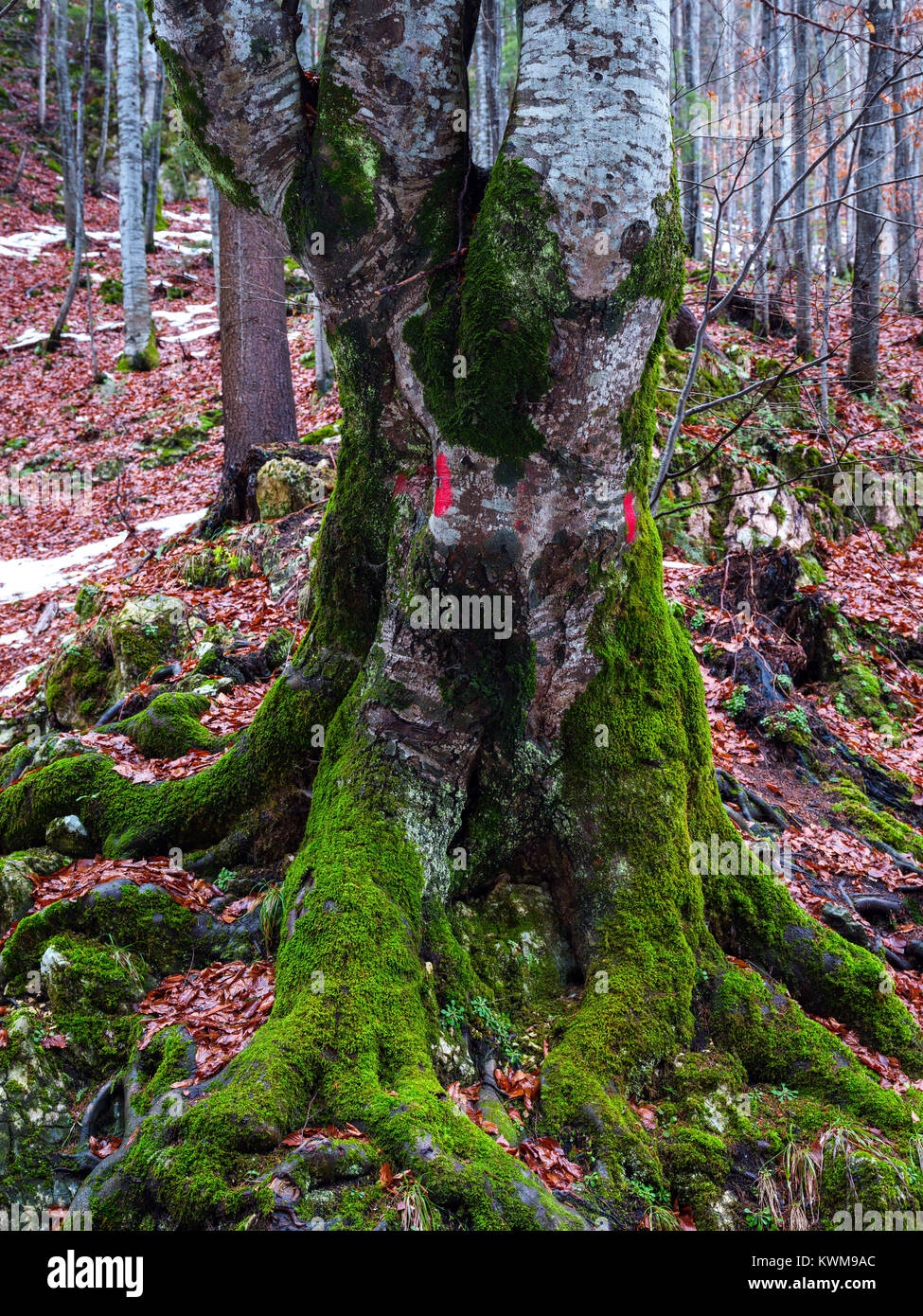 Big beech tree in the forest with moss on it Stock Photo - Alamy