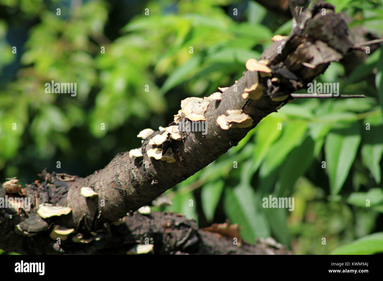 Animal decomposition hi-res stock photography and images - Alamy