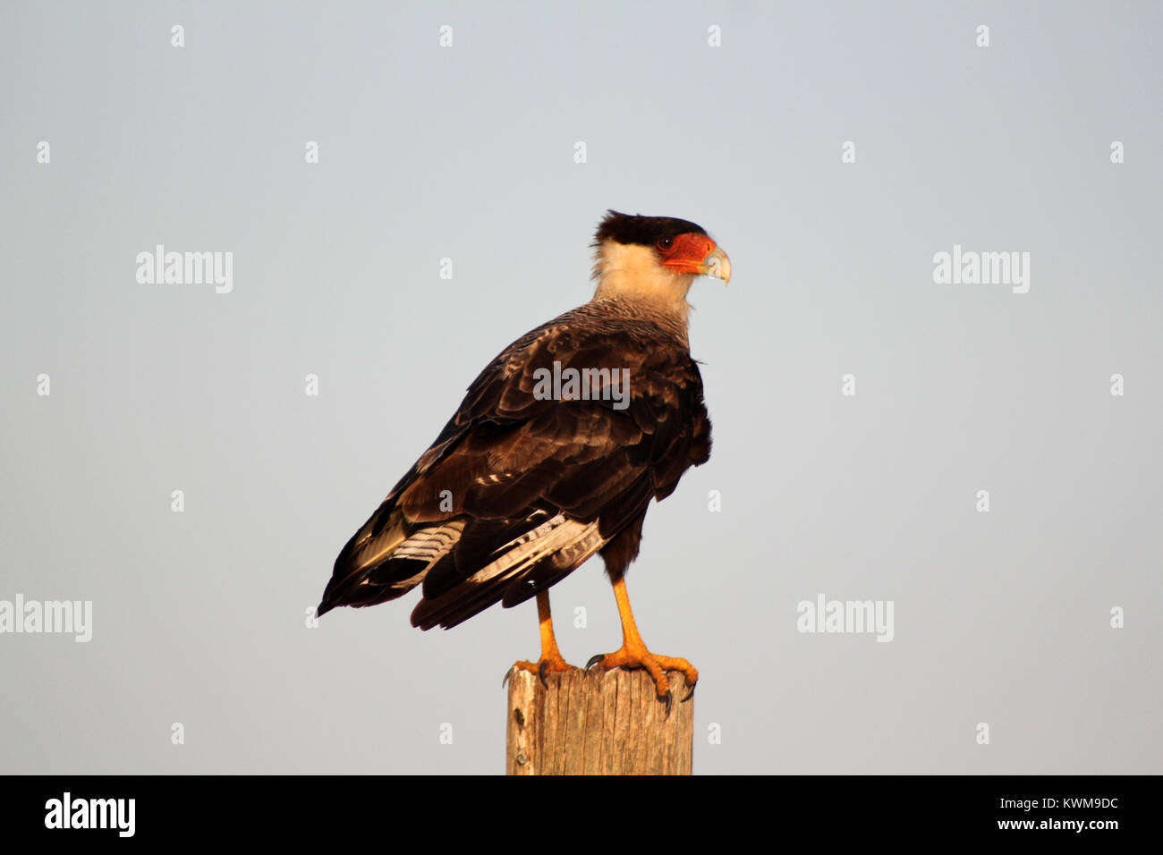 Carcara bird hi-res stock photography and images - Alamy