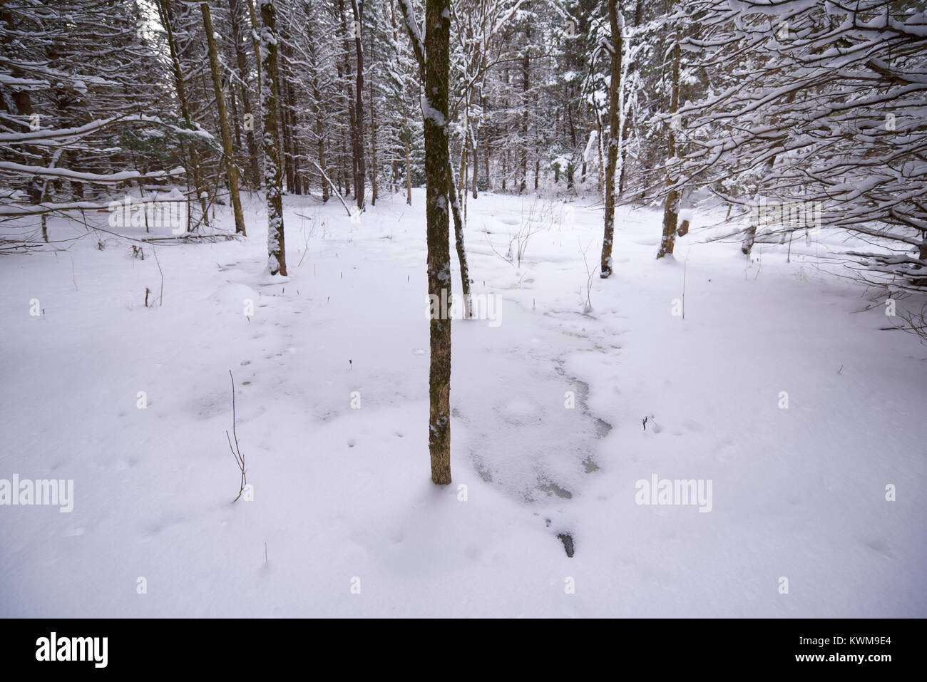 Snowy winter scene in a Canadian northern boreal forest Stock Photo - Alamy