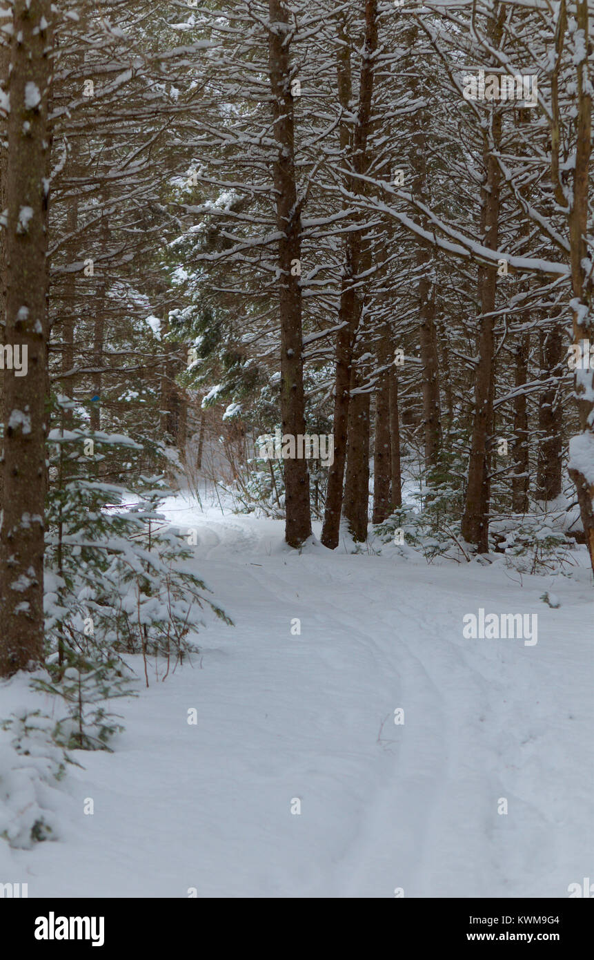 Winter ski trail in a Canadian northern boreal forest Stock Photo - Alamy