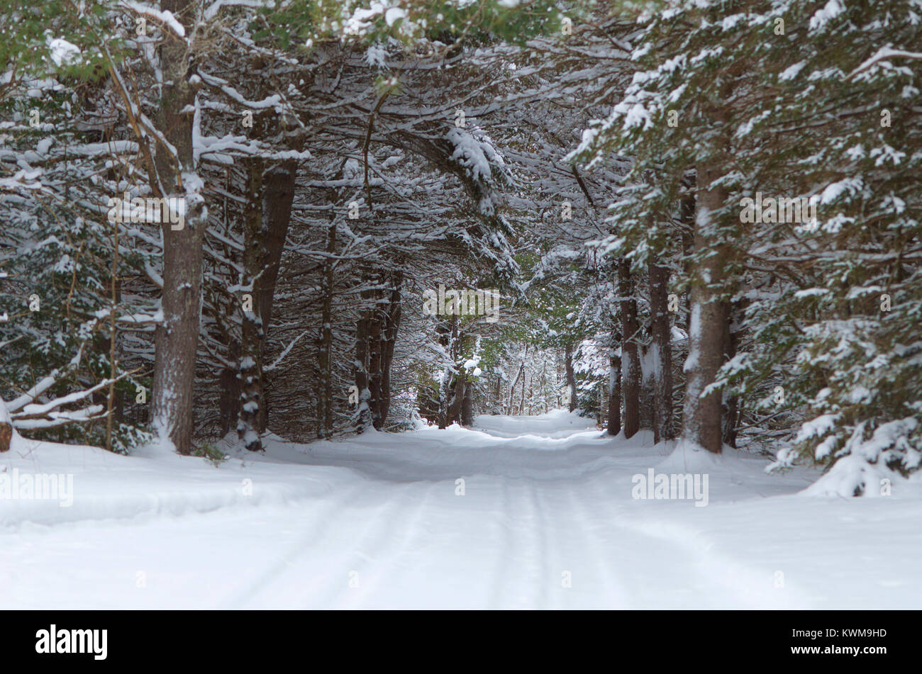 Snowbound conifers hi-res stock photography and images - Alamy