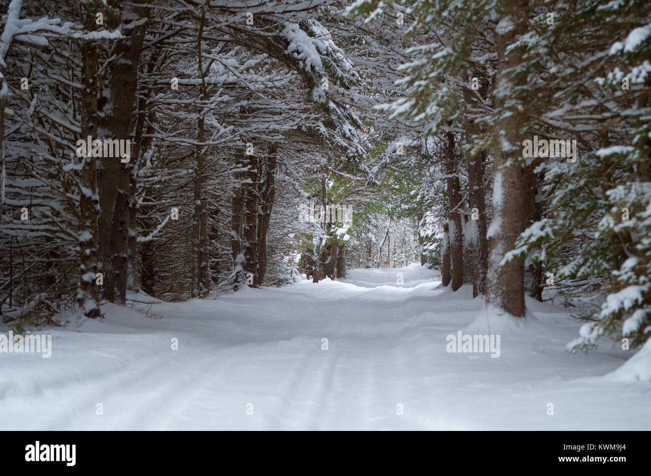 Snowy road through a snowbound Canadian northern boreal forest Stock ...