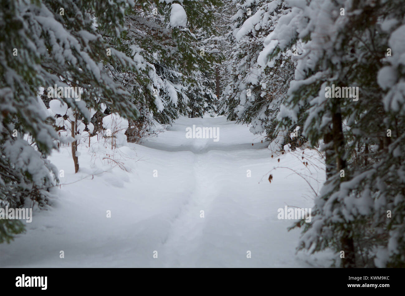 Ski trail though a snowy Canadian northern boreal forest Stock Photo ...