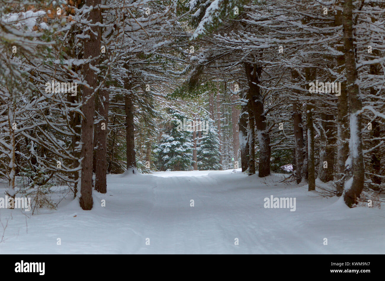 Snowbound conifers hi-res stock photography and images - Alamy