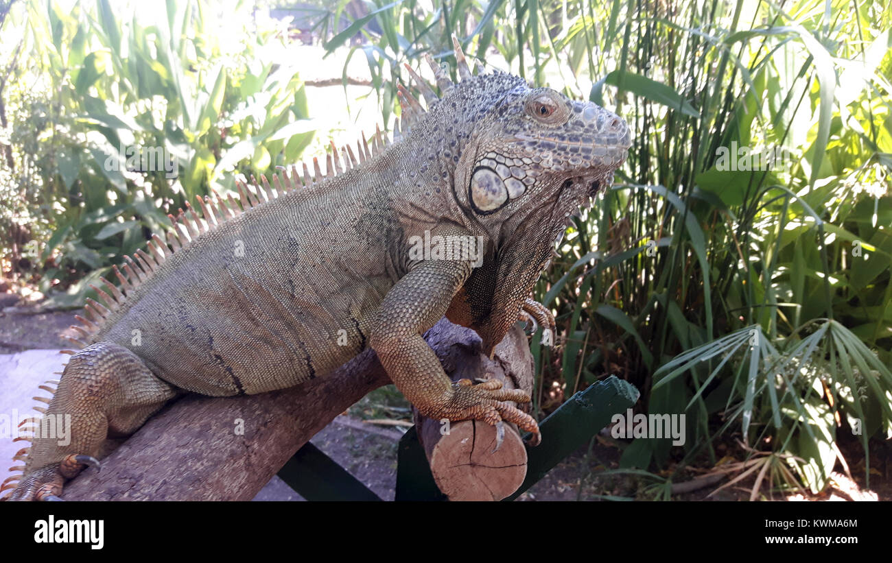 Iguana color photo hi-res stock photography and images - Alamy
