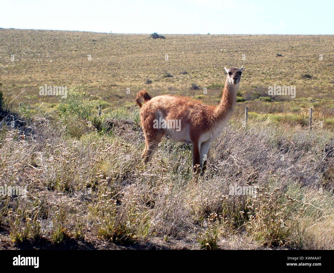 lama guanaco lhama patagonia argentina peninsula valdez Stock Photo - Alamy