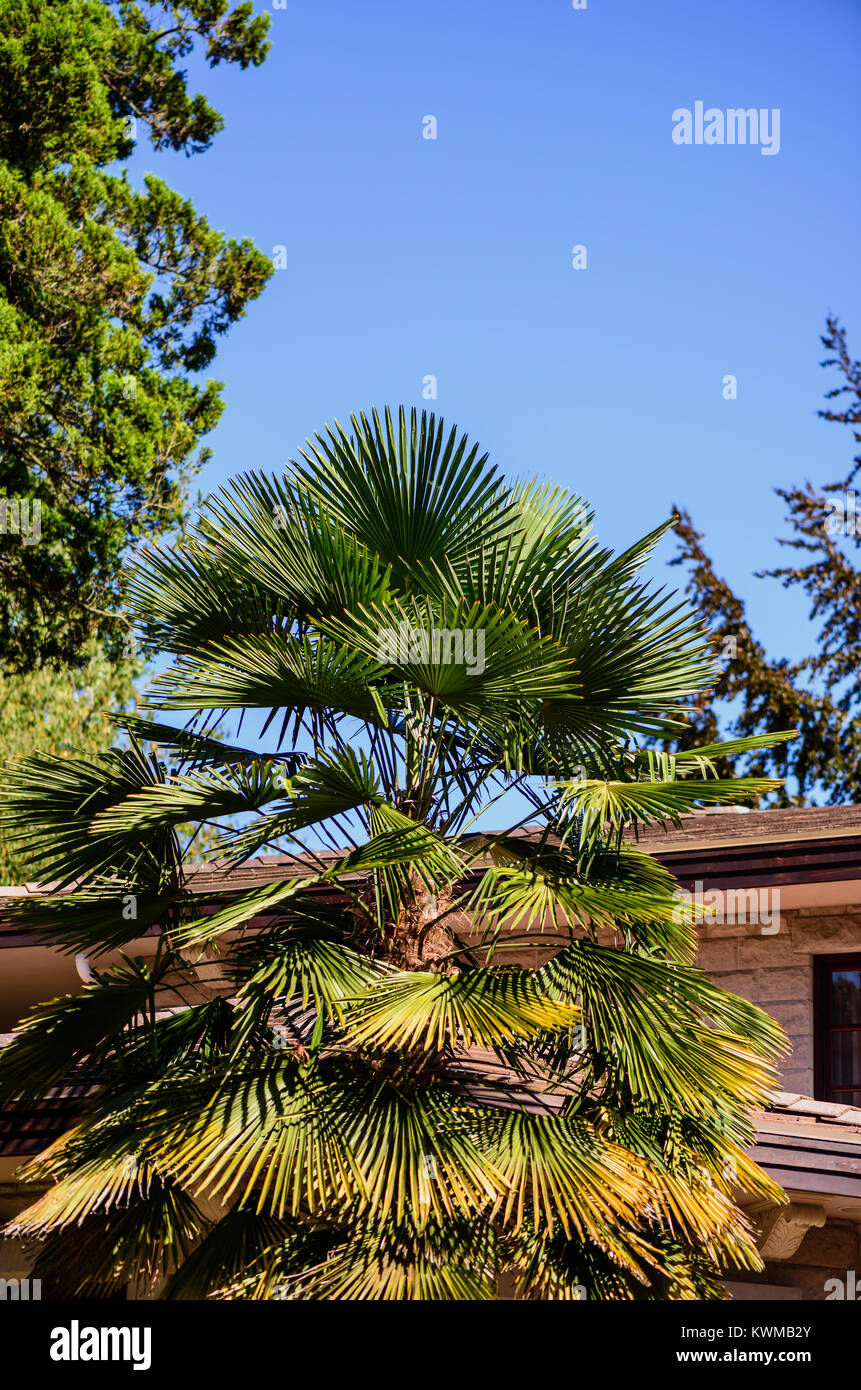 narrow, long, green, leaves, flowers, of a plant palm tree on a ...