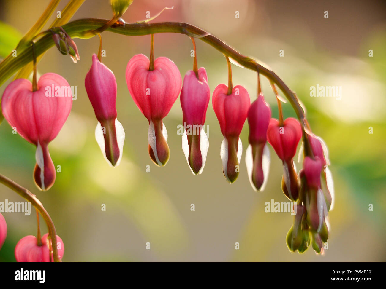 horizontal macro, stem of bleeding hearts; pink, white and juicy ...